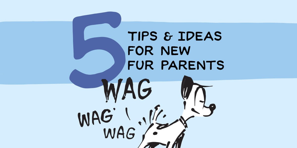 5 Helpful Tips & Fun Ideas for New Fur Parents – MUTTS