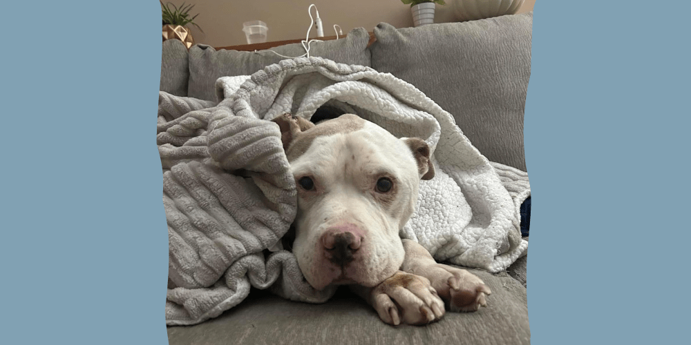 Meet Herman, a Recently Rescued and Formerly Chained ‘Guard Dog’ Who I ...